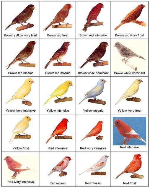 Q-os canary: JENIS - JENIS KENARI