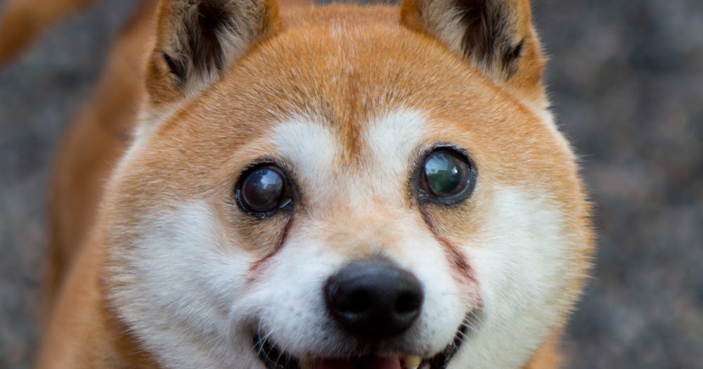Shelter Dogs of Portland: "PERRY" super nice little blind Shiba Inu