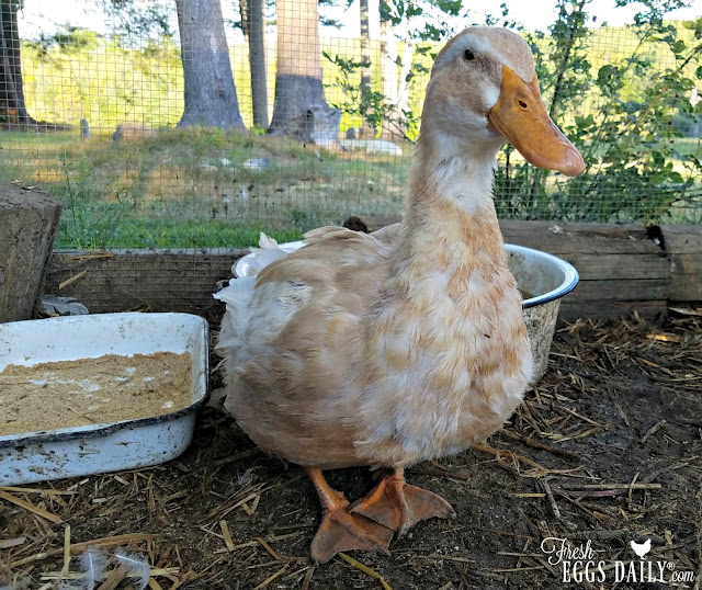 Ducks Molt Too! - Fresh Eggs Daily® with Lisa Steele