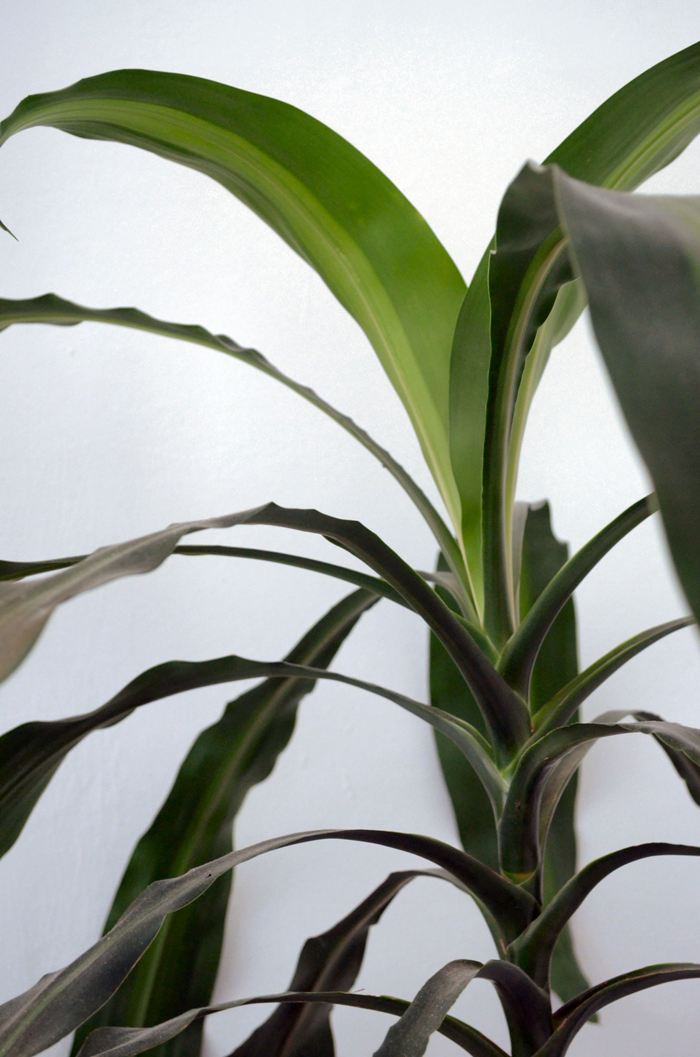 Pickpocket: To think quietly, calmly, spaciously