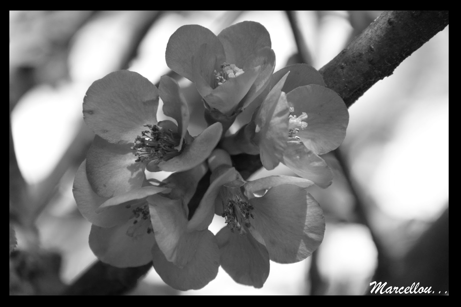 ATELIER DE MARCELLOU: 12 mois "En Noir et Blanc" # 03-Printemps en Macro