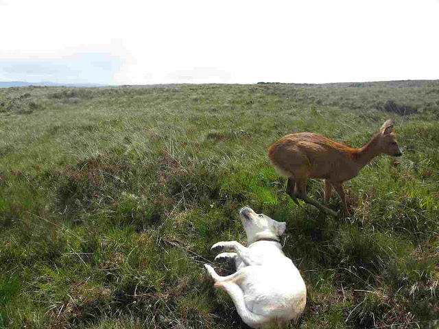 Islay Natural History Trust: A second encounter with a Roe Deer