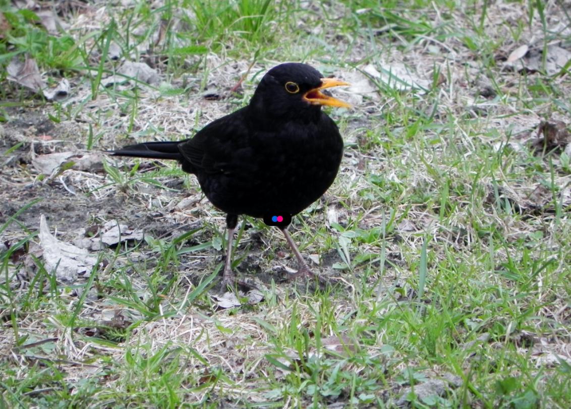 Societat de Caçadors "La Marta": El Tord Negre; Quimera o Realitat