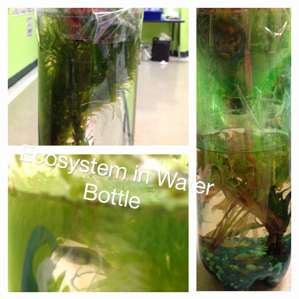 Fulton Science Academy Private School Official Blog: 3rd Grade Students ...