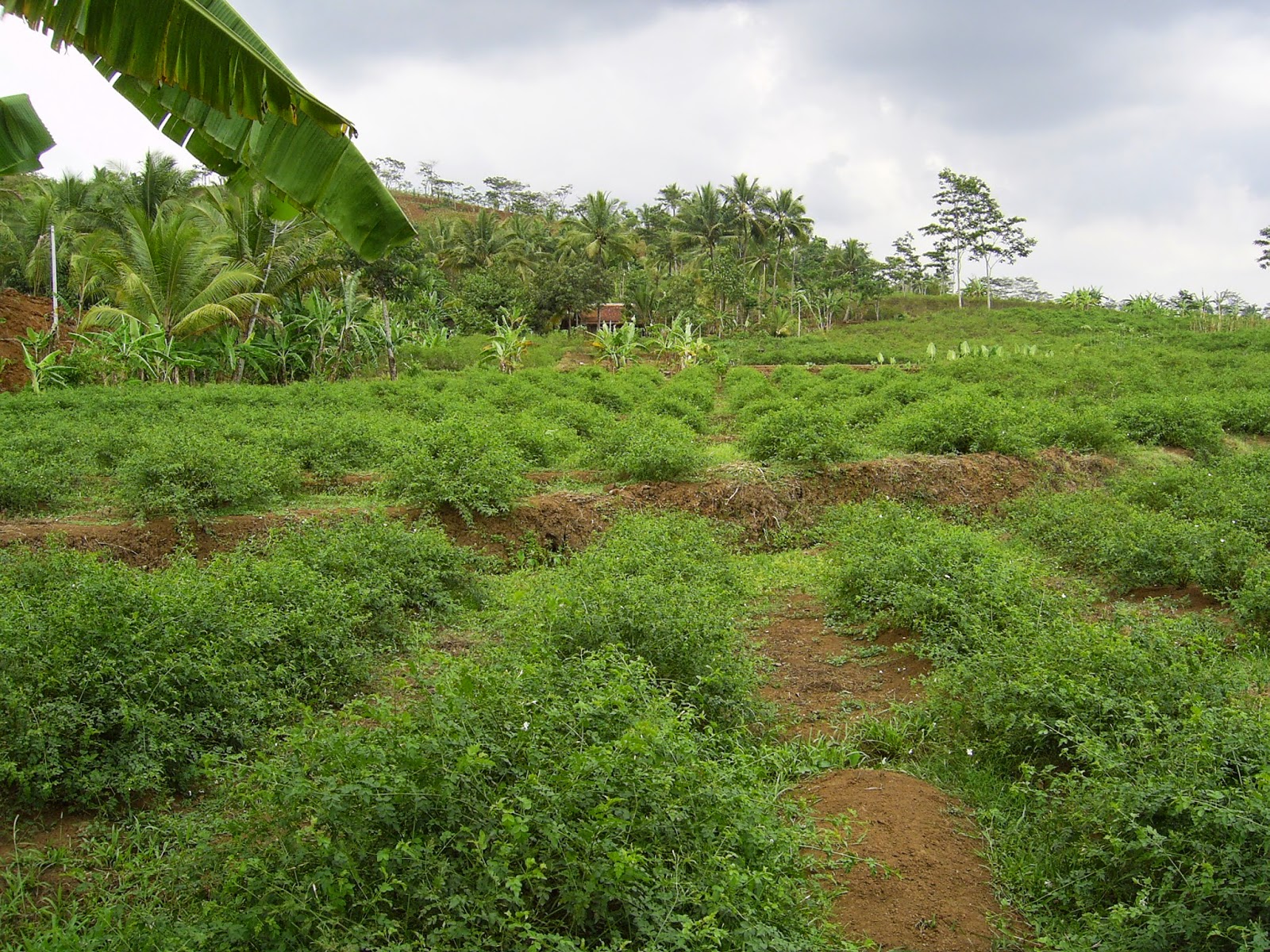 Endah Murniyati's Journey: MELATI GAMBIR - PART 2