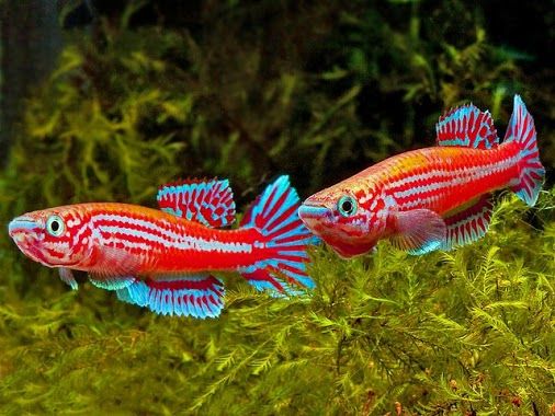 Beautiful Freshwater Fish in the world: Killi Fish ( Nothobranchius )