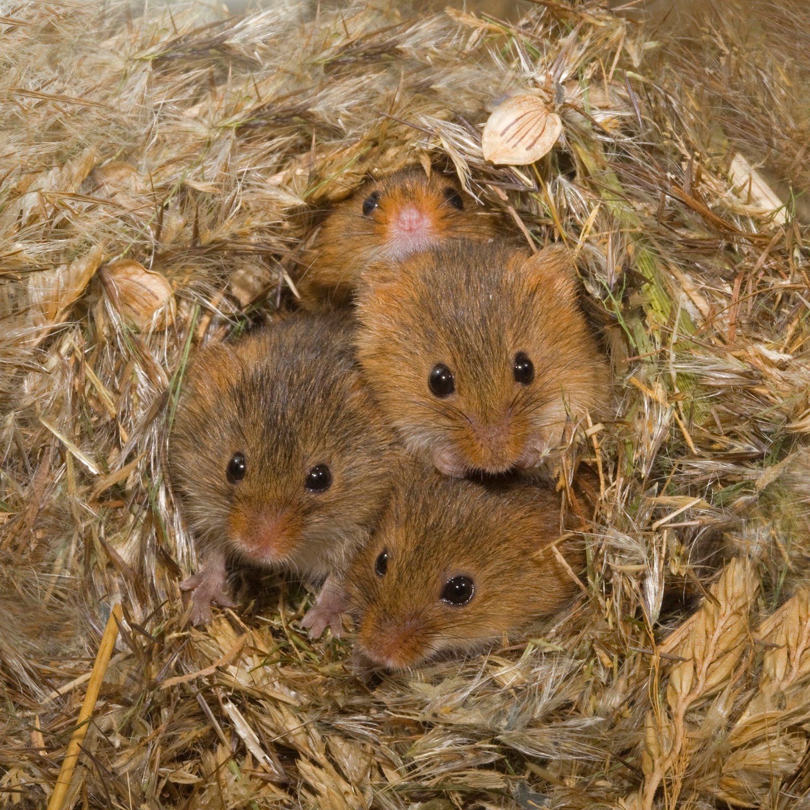 Holkham National Nature Reserve: Glimpses of 'Golden' Mice