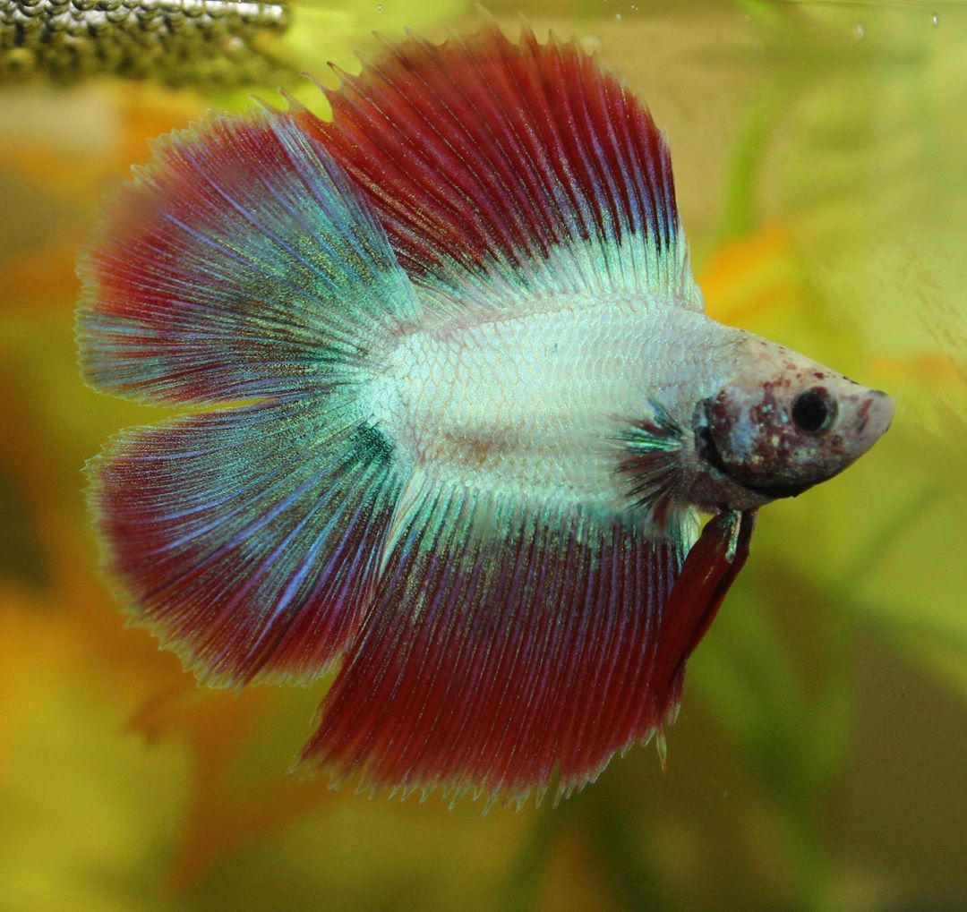 Knowing All Types Of Betta Fish - By Tail, Pattern And Color With Photo ...