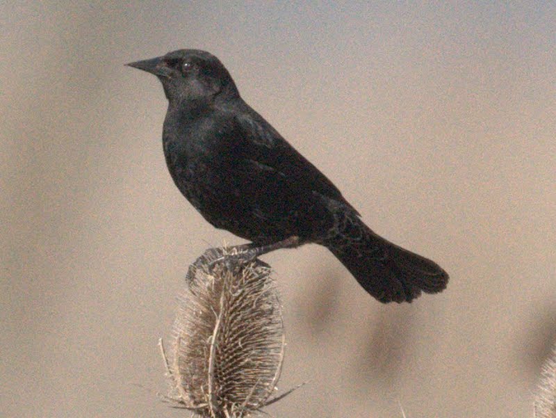 clearlyconfused: Birds of Argentina 2011 Post 2