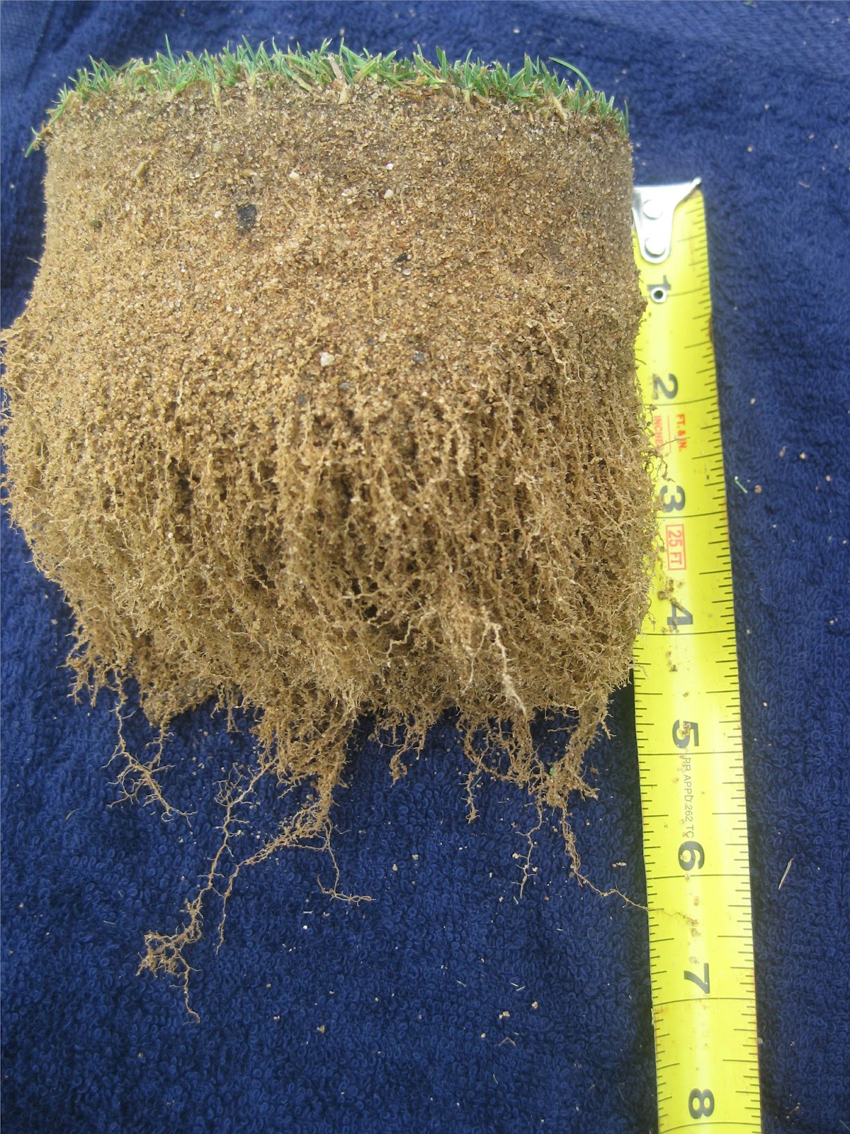 Northmoor Country Club Golf Course Operations: Why are the white greens ...