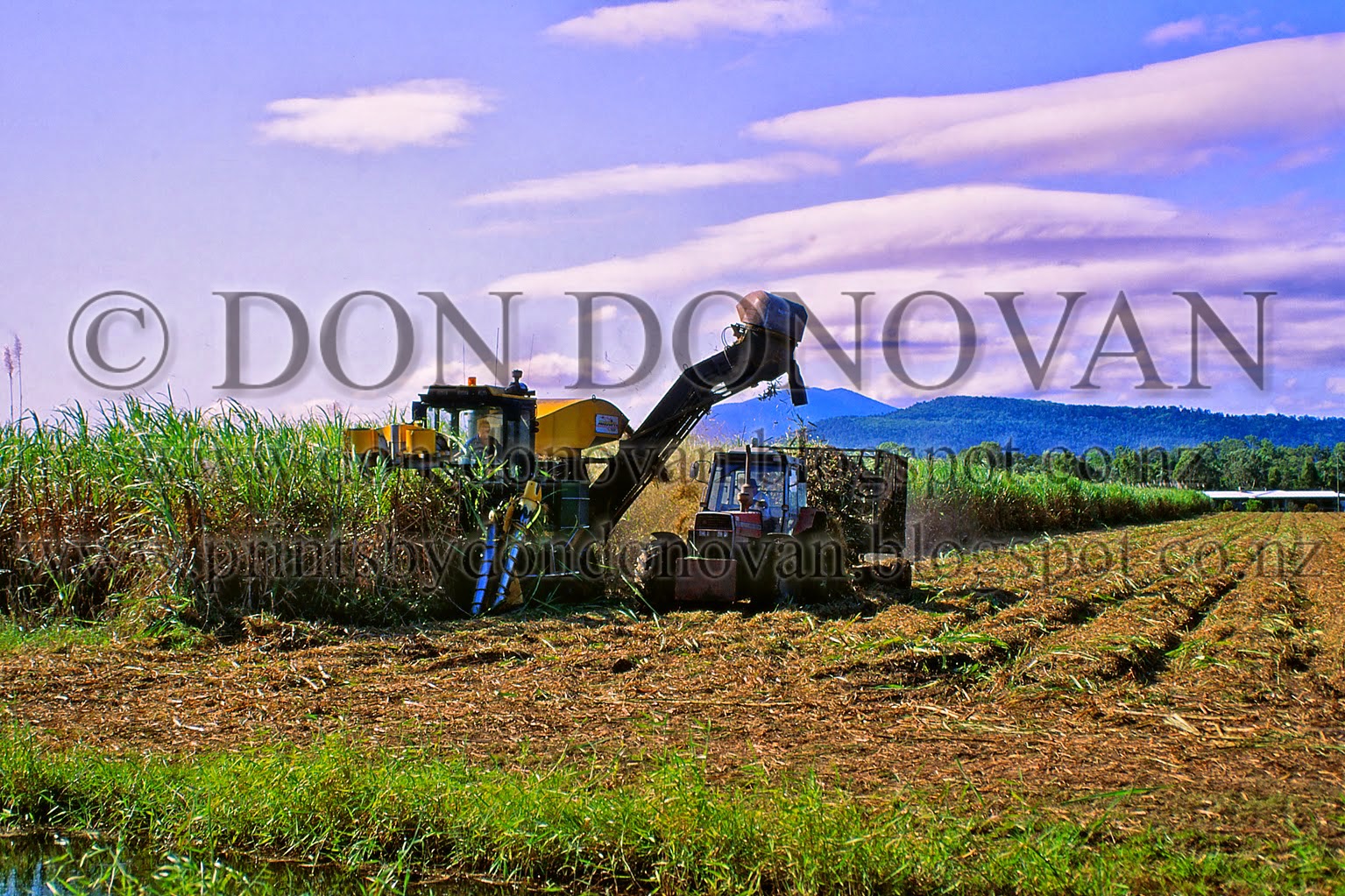 Don Donovan's World: Photoprint for Sale: Sugar Cane Harvesting ...