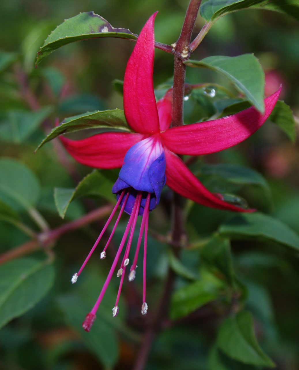 Imágenes de flores y plantas: Fucsia
