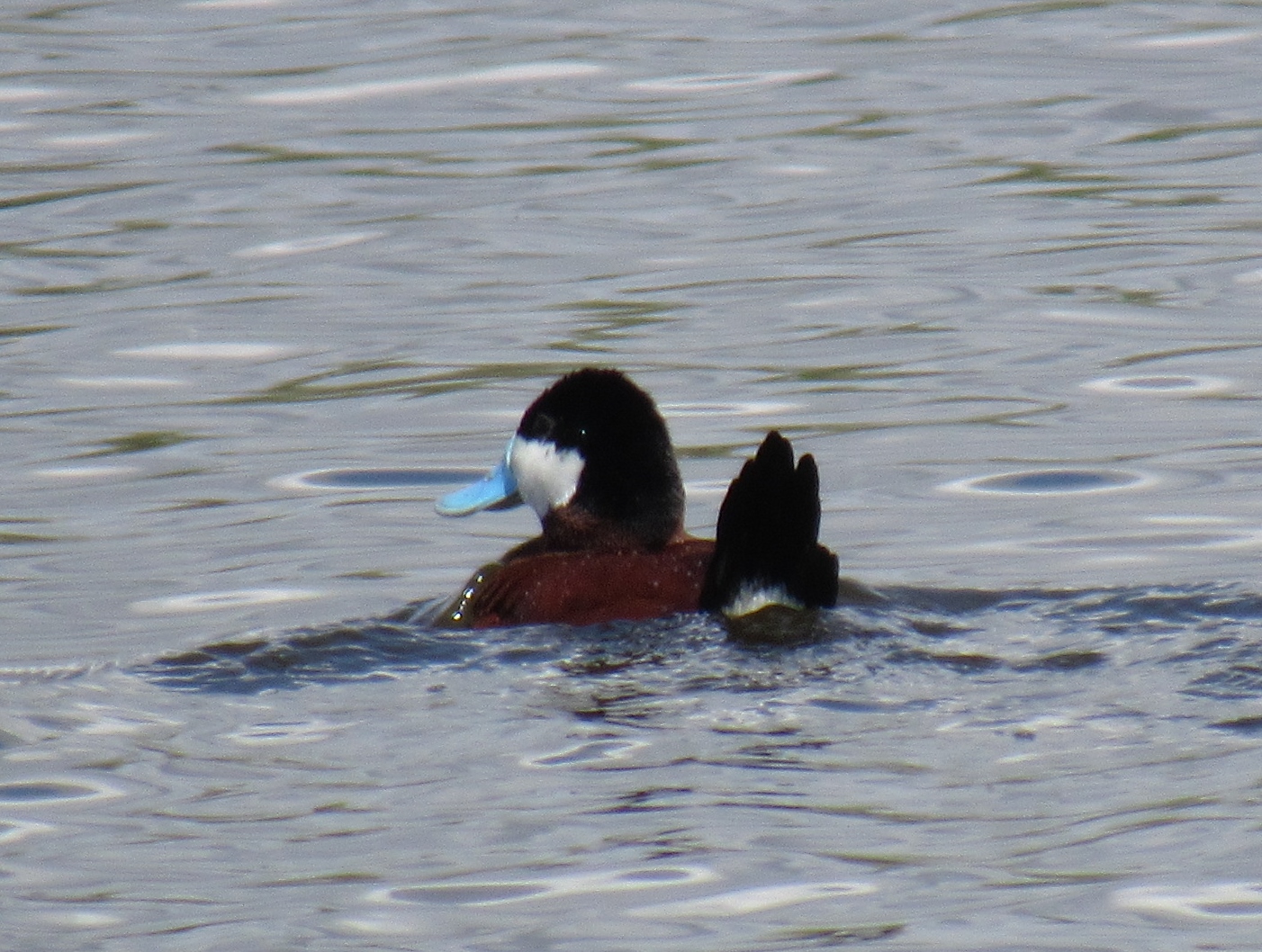 Ruddy Ducks at Merced NWR