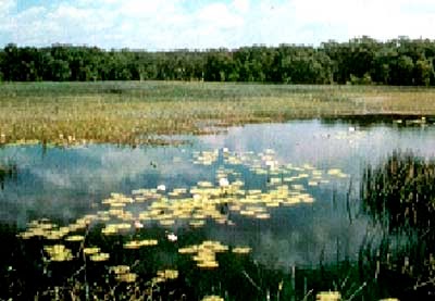 PELASTARIAN EKOSISTEM RAWA | PENGGEMAR PRAMUKA NEGARA DAHA