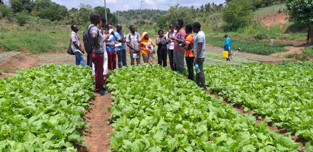 KILIMO NI MOJA YA SEKTA INAYO WEZA KUAJIRI VIJANA WENGI. - TANZANIA NA ...