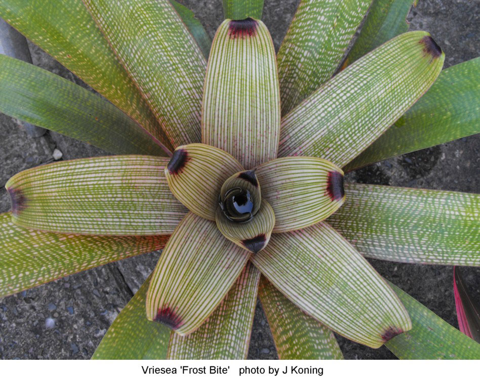 ATLAS DE PLANTAS EXÓTICAS CULTIVADAS EM PORTUGAL II: Vriesea platynema ...