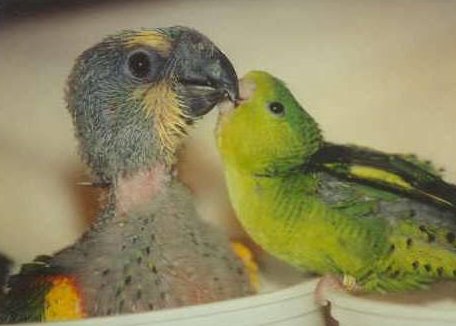 The Splendid Bourke Bird Blog: Lineolated Parakeet in Cobalt Blue, Our ...