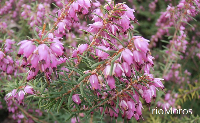 Plantas rioMoros: mayo 2018
