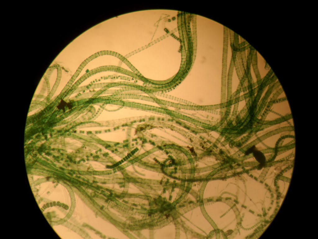 Ourlad's Paradigm: Division Chlorophyta