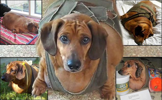 Angels Watch Animal Shelter: 70-lb. Dachshund put on Biggest Loser ...