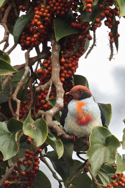 Mis amigas las palomas: Fotos especies de palomas exóticas (preciosas ...
