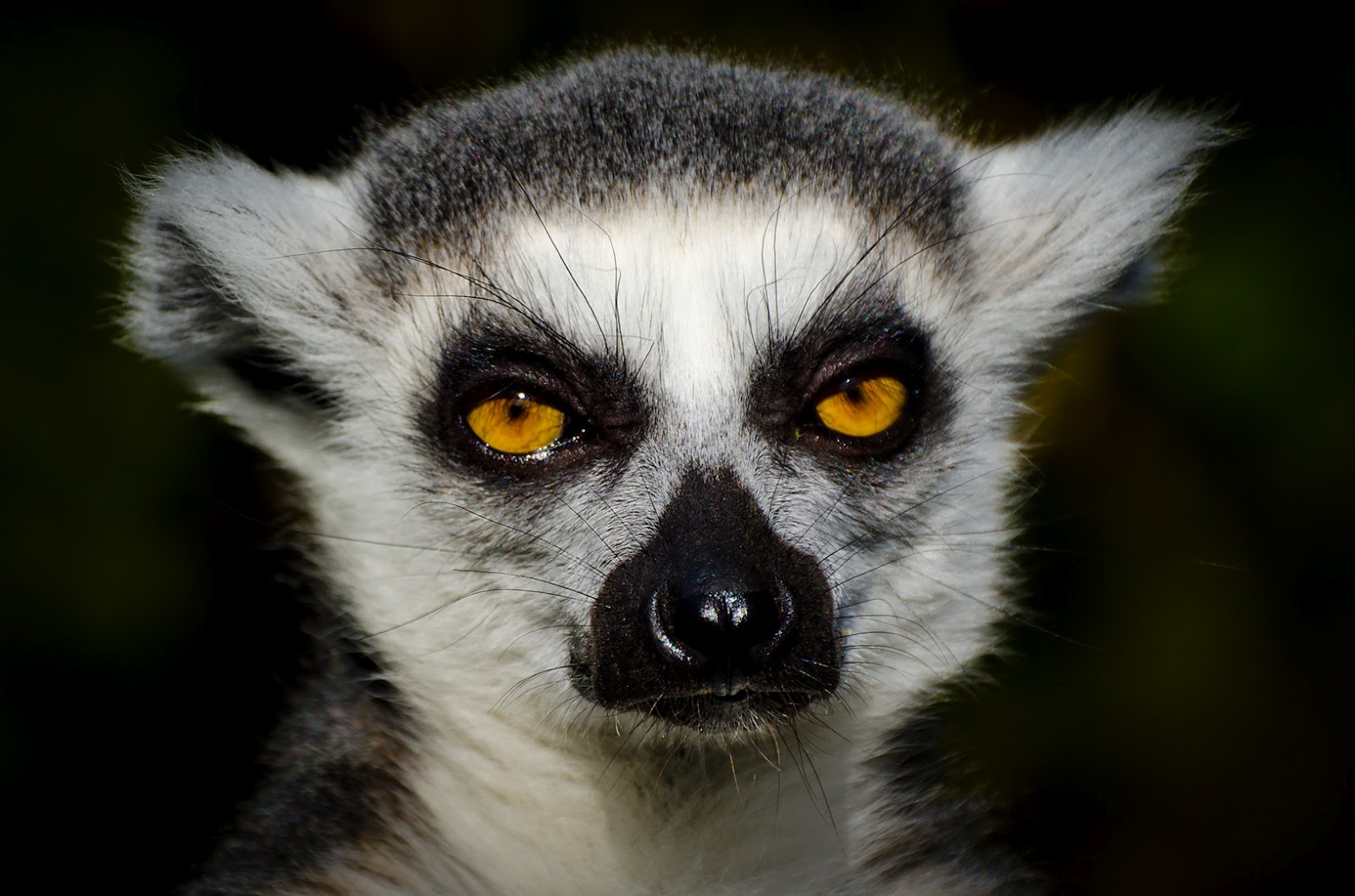 O Livro da Natureza: Lemures