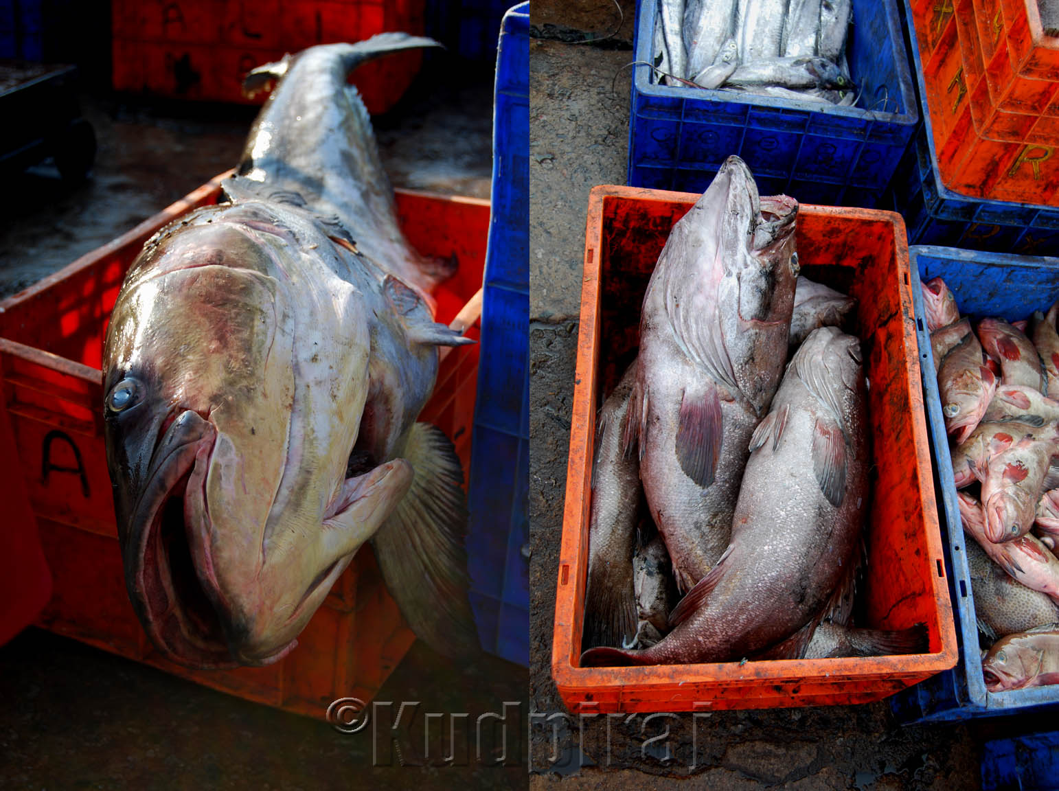 Kudpiraj's Garam Tawa: Fishing in Mangalore