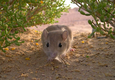 Variety of Life: Gerbillidae
