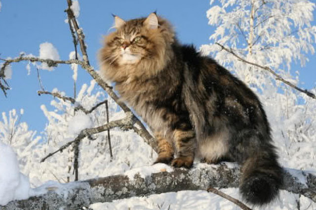 Siberian Forest Cat Personality and Temperament | Pets4Good - Best Pets ...