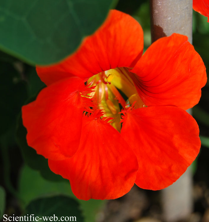 LA FLOR DEL TEXAO, SÍMBOLO DE AREQUIPA
