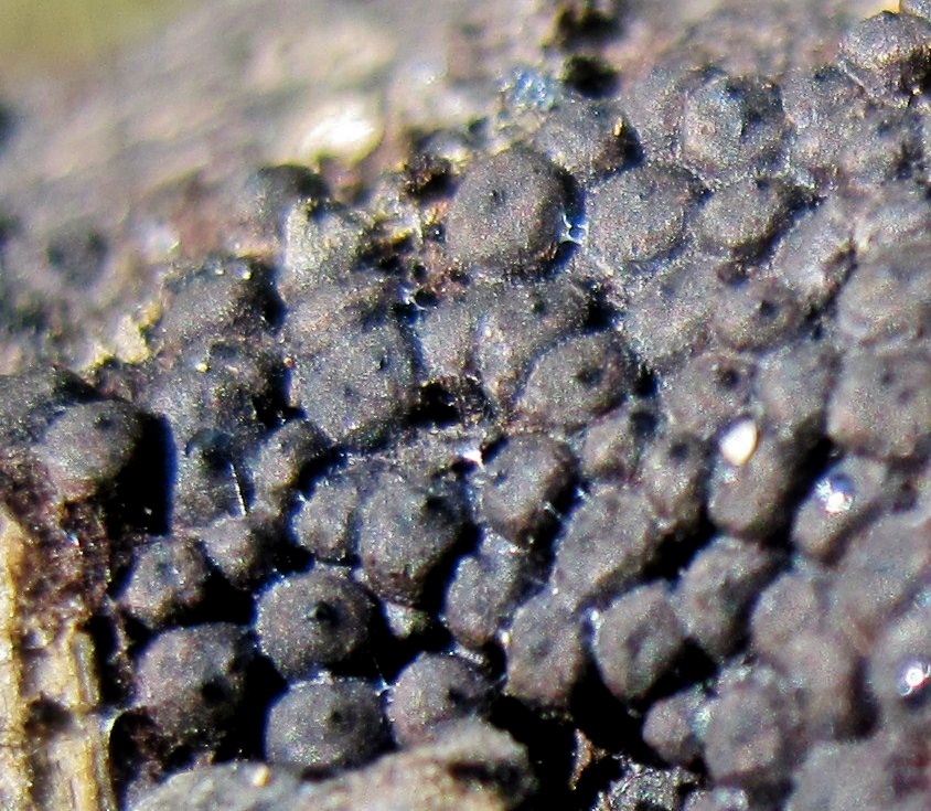 Biodiversity of Cyprus by NGO Protection of the Natural Heritage and ...