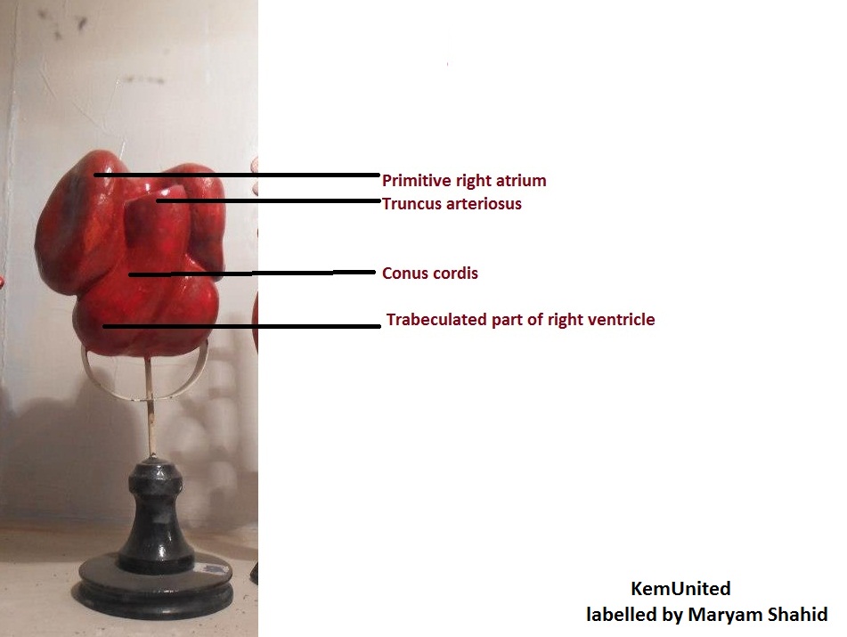 Embryology Models 2nd Year (labelled)