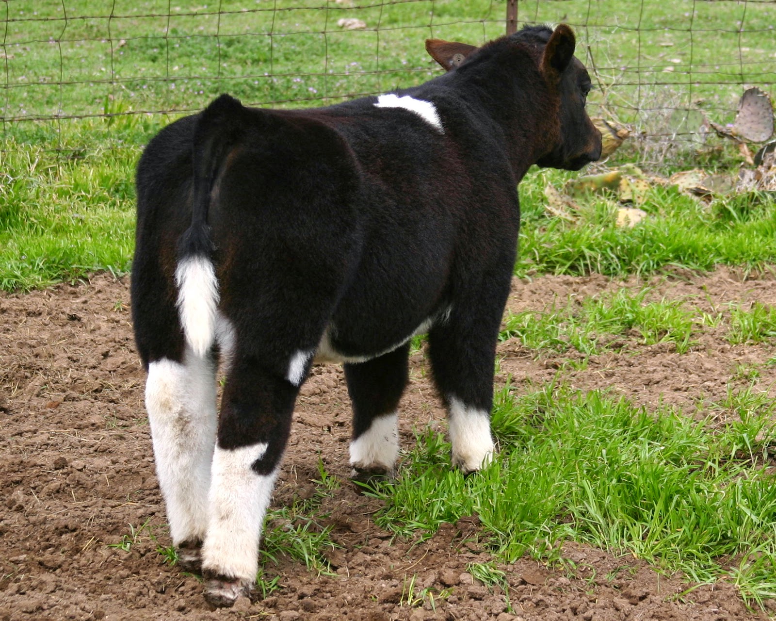 Z-N-T Cattle Co.: High % Chi Bull Prospect