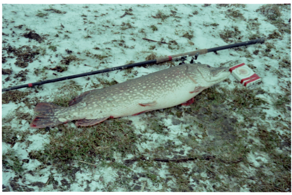 BristolPiker: 1979 - My First 20lb Pike was 28lb 4oz caught in February ...