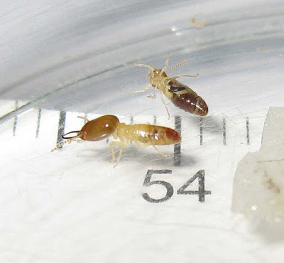 Photos and Info on Ants and Termites of Malaysia: Microcerotermes sp