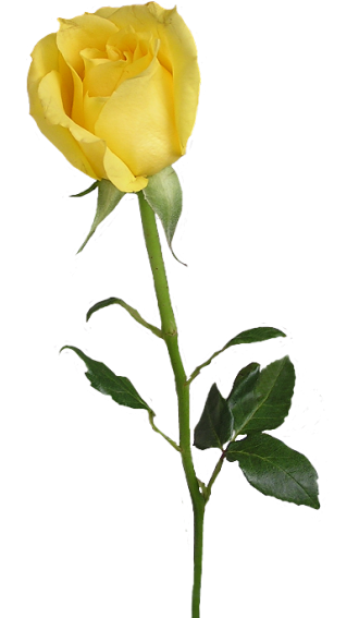 PNG Gül Resimleri | Tam35