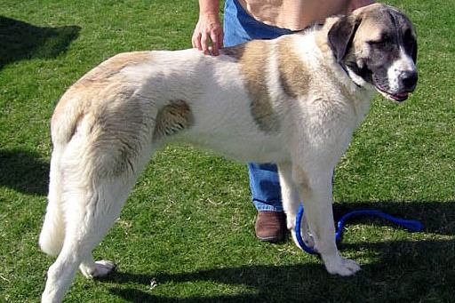 About Dog Anatolian Shepherd: Is Your Anatolian Shepherd Potty Trained ...