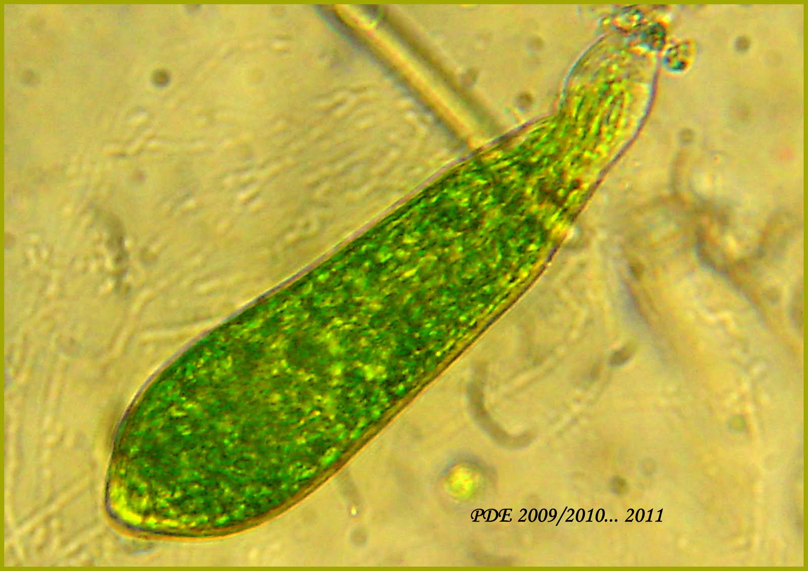 Cultivo de Microalgas em Fotobiorreatores: Nossas microalgas...