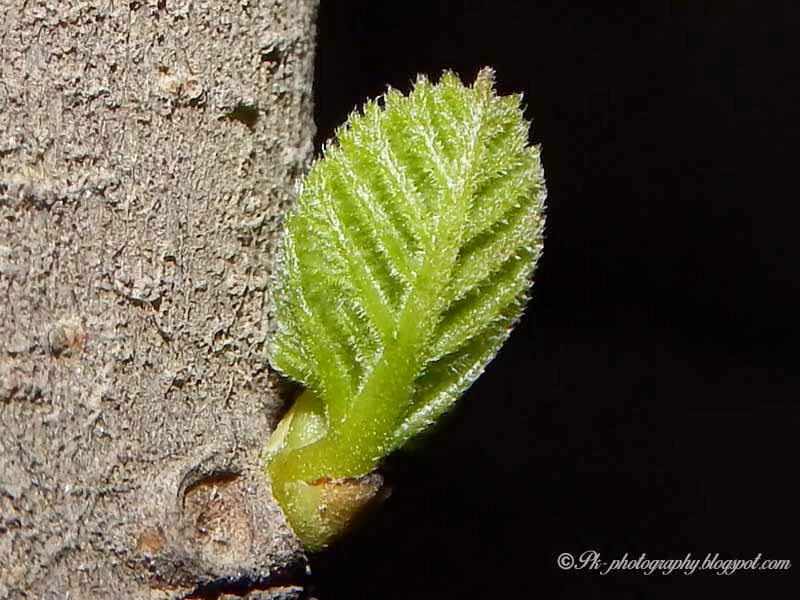 Fig Tree New Shoot | Nature, Cultural, and Travel Photography Blog