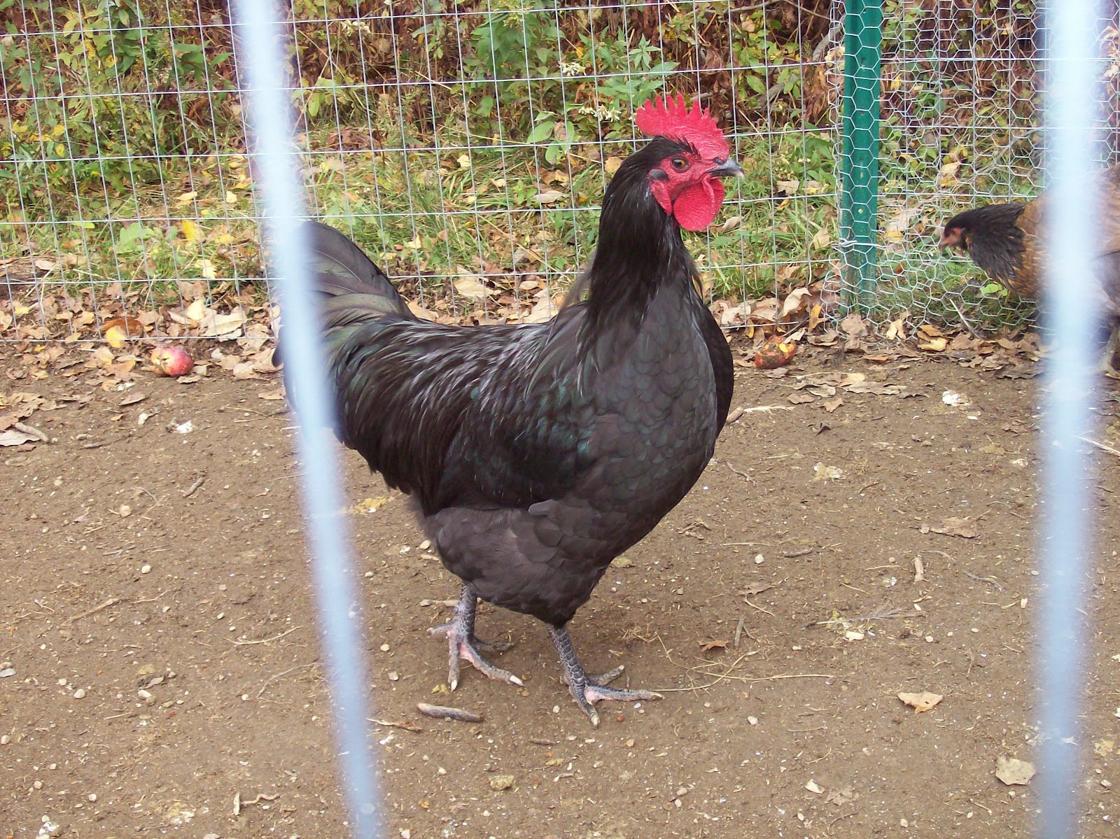 My Chicken And Egg Journal: They are 22 and 23 and half week old ...