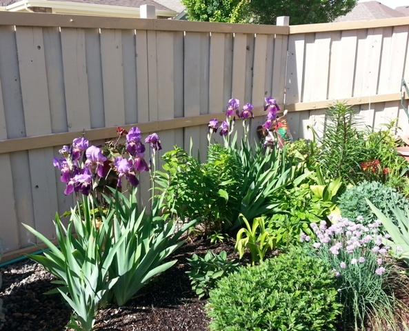 The Flower Bin: Iris Planting and Care