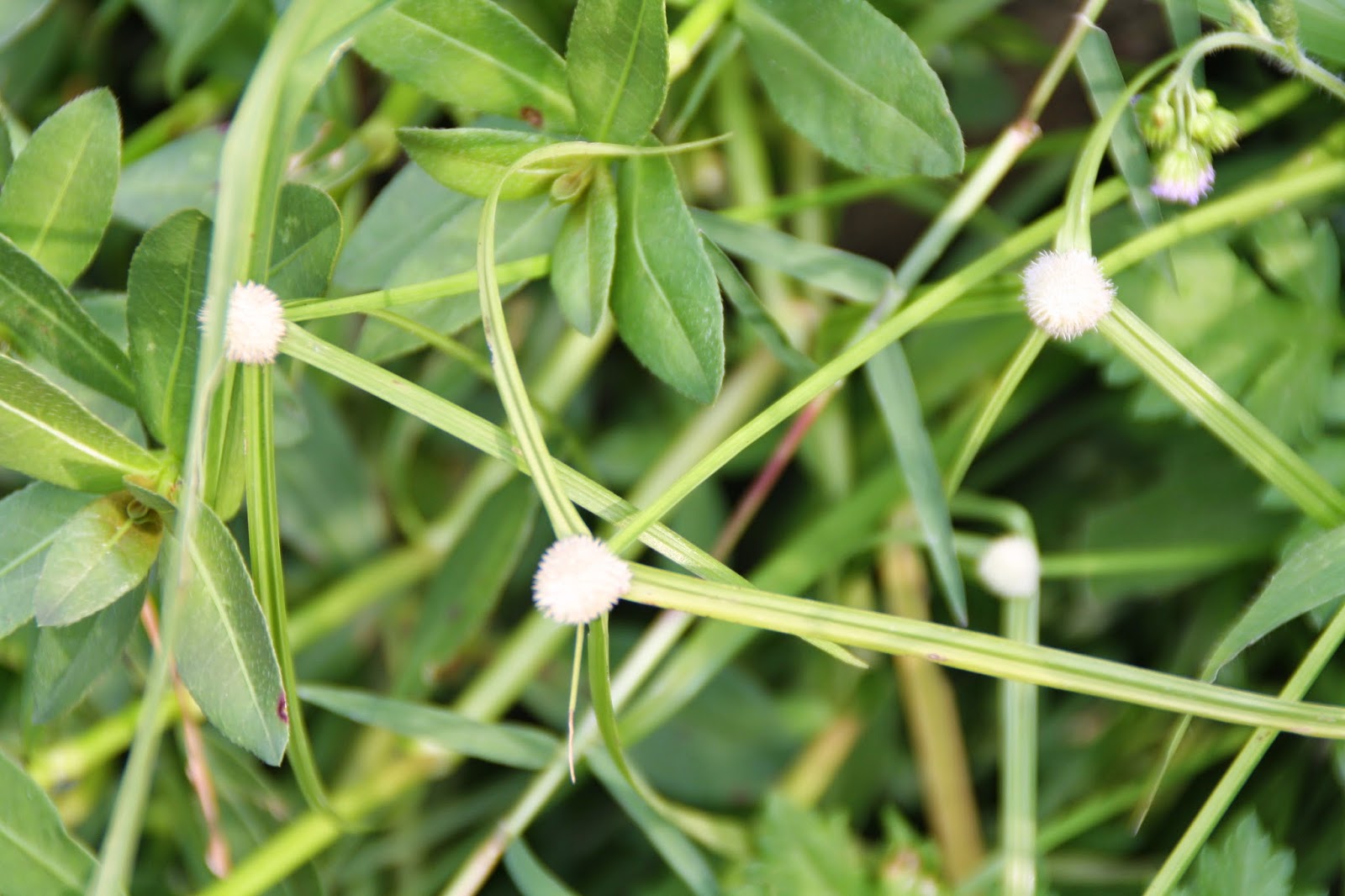 Email This BlogThis! Share to Twitter Share to Facebook