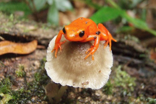 Beautiful Amphibians in the World