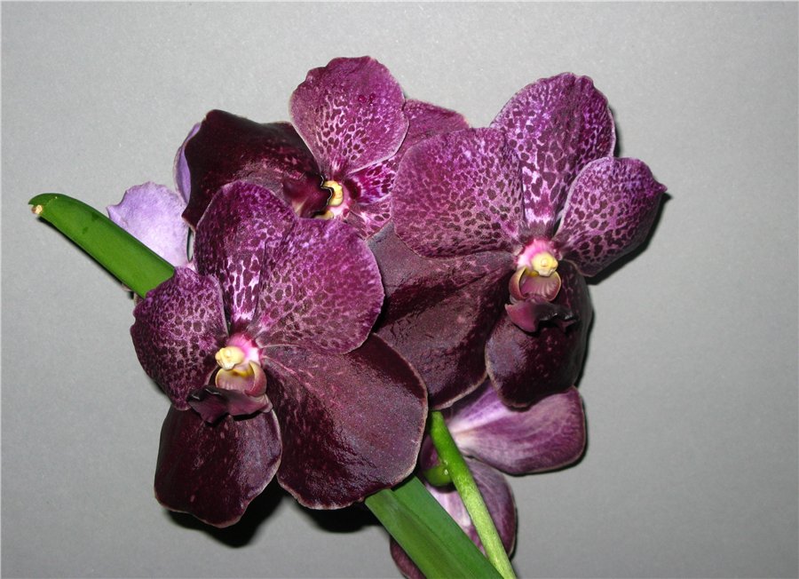Orchid Boom - World of orchids: Vanda Robert Delight 'Blue Black'