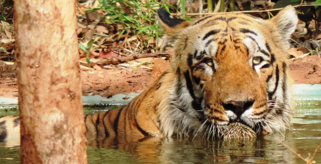 Just About Everything: Tigers galore at Tadoba National Park ...