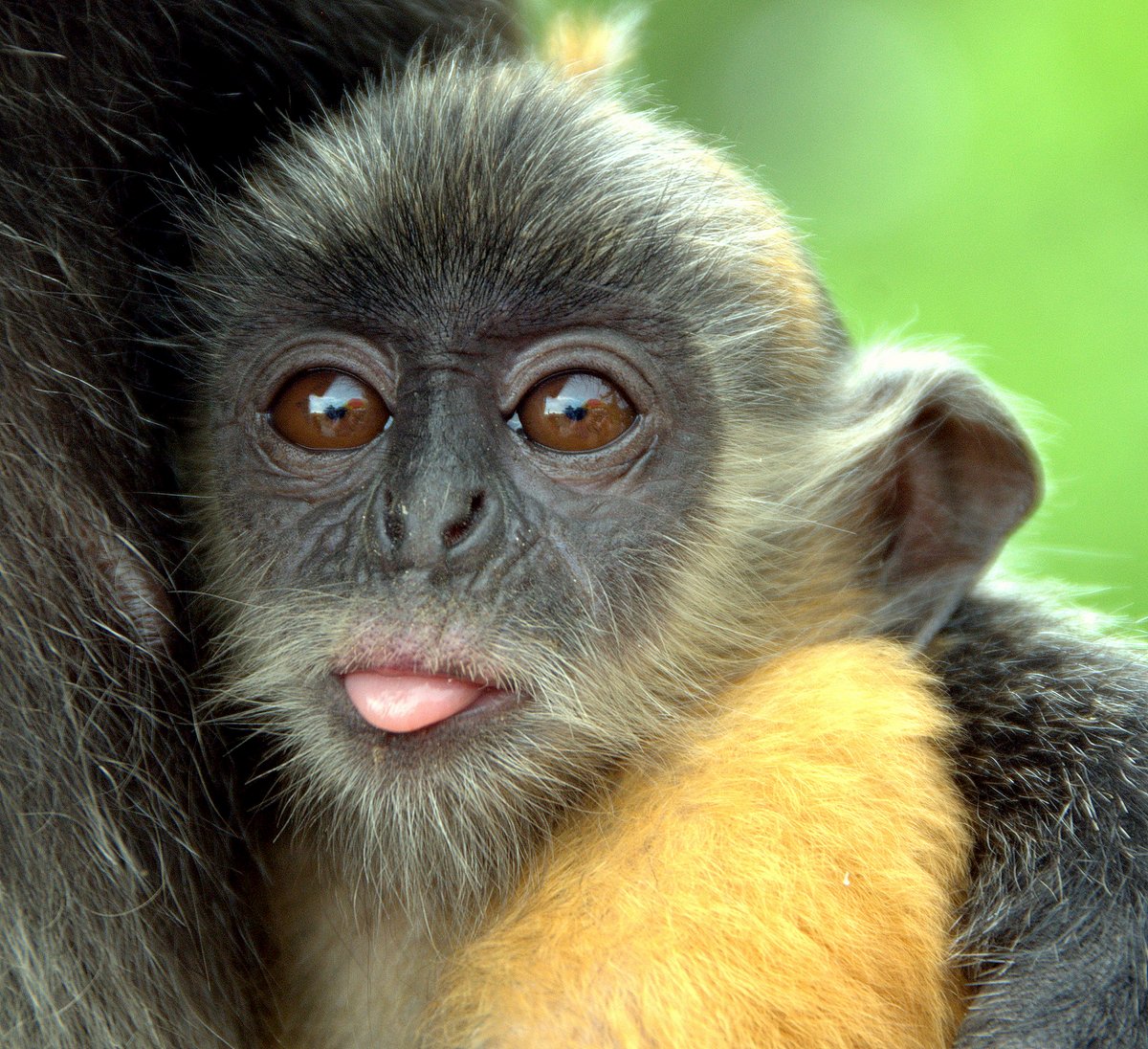 ReedWrites: "M" is for Malaysia's Magnificent Mammals, Monkeys ...