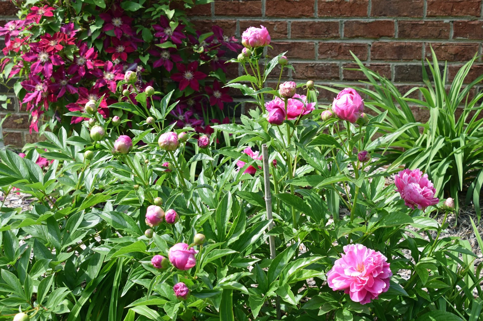 Southern Peony: 2019 Herbaceous Peony 'Lake o' Silver' Achieves ...