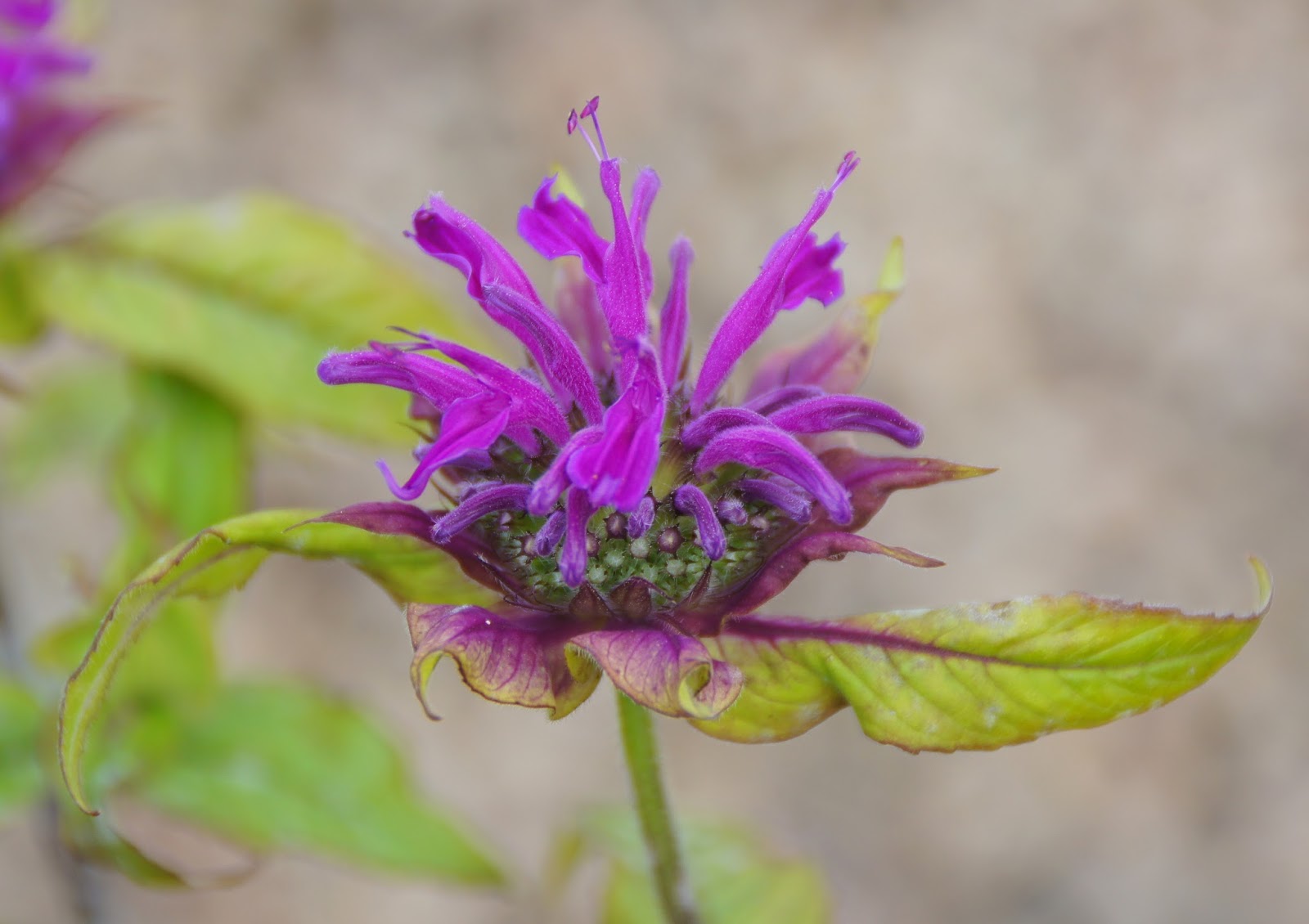 Plant Profile: Monarda