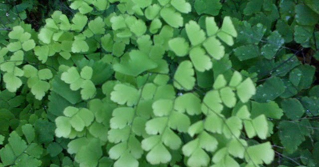 Jual Pohon Suplir, Paku Pakuan | tukang taman