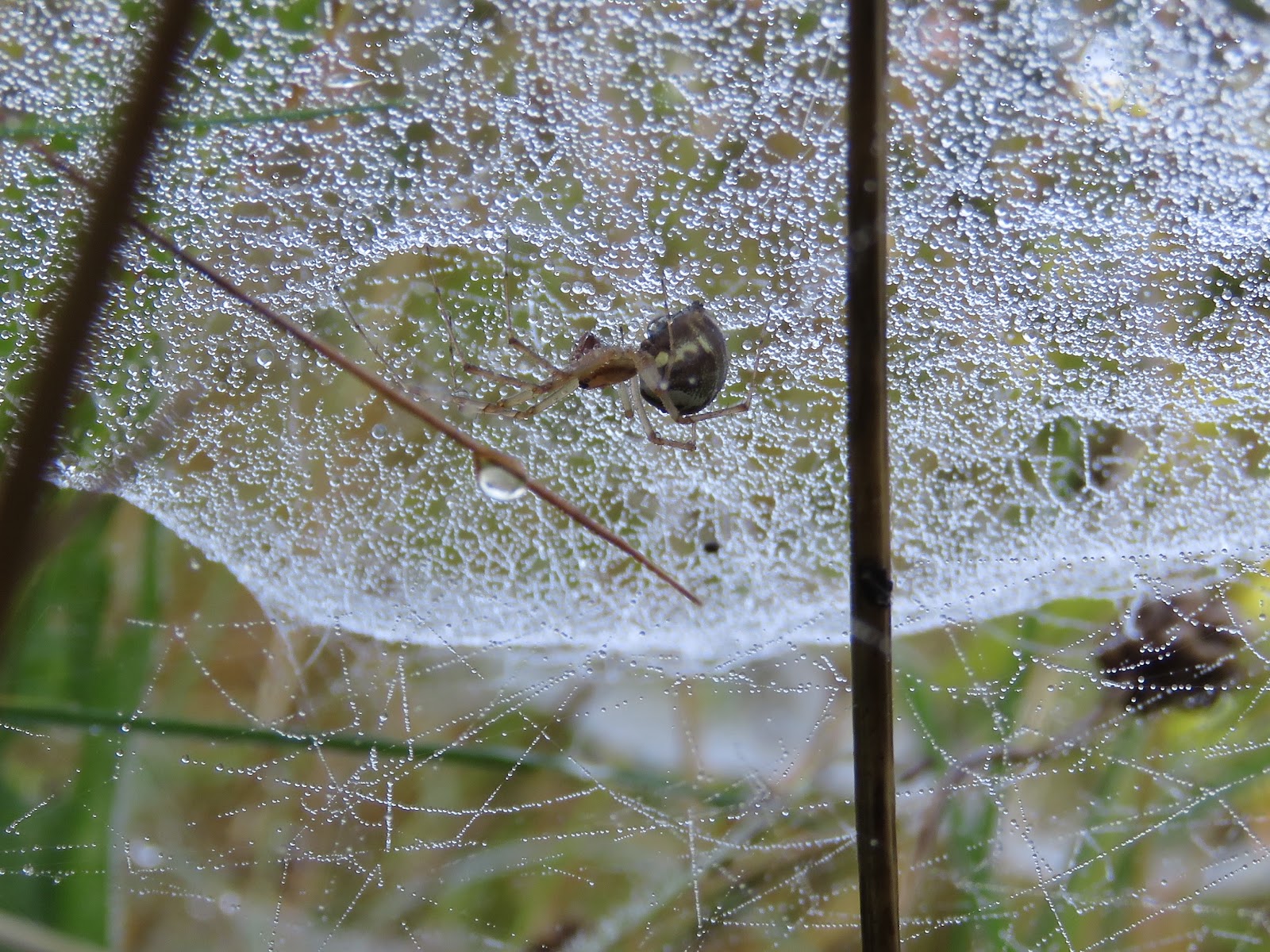BugBlog: Linyphiidae: sheet weavers and money spiders